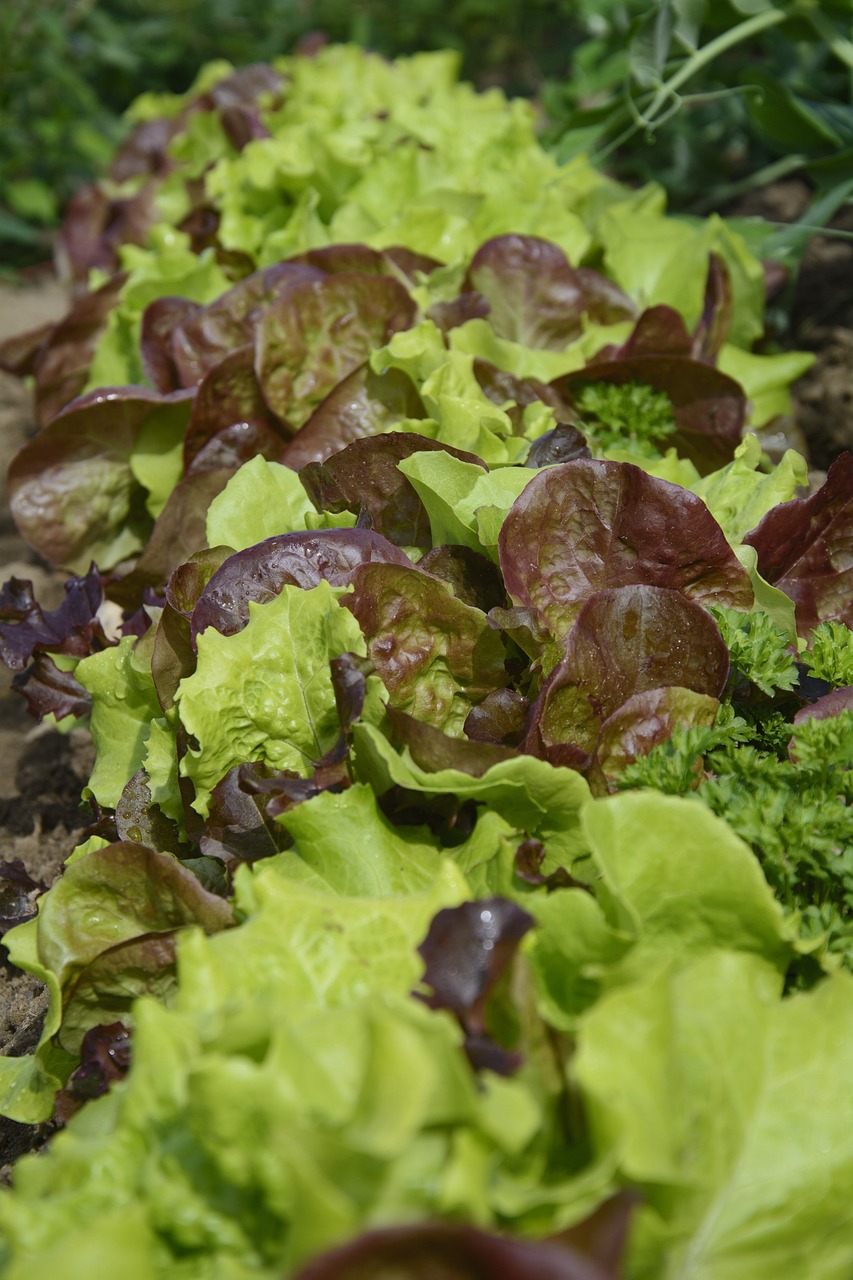 Mixed Lettuce 100g – House harvest
